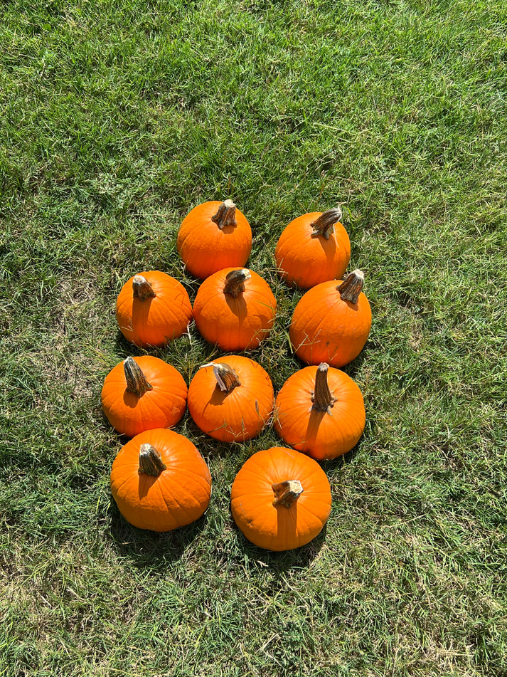 Pie Pumpkins – The Pumpkin Guys DFW